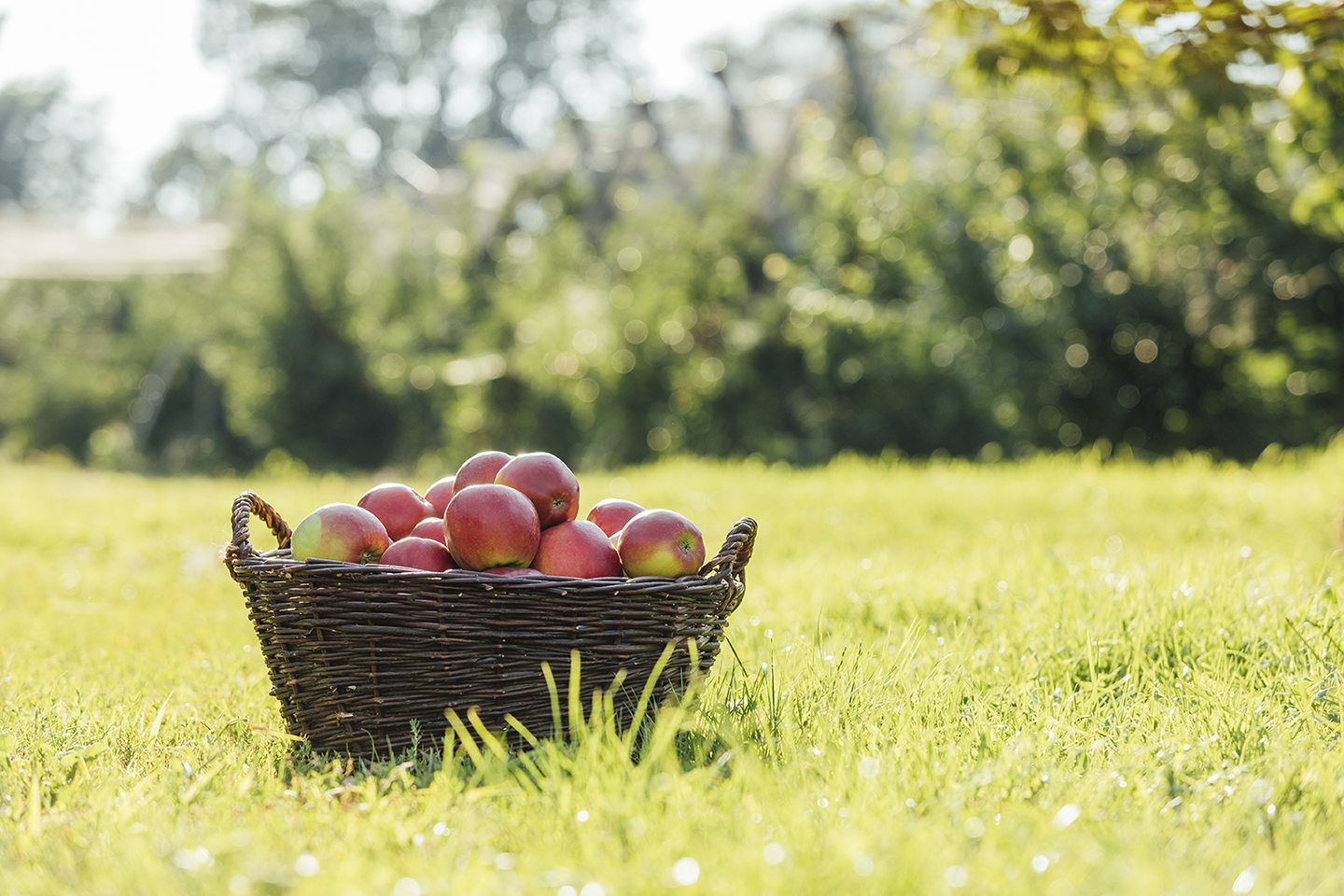 Fakten rund um Äpfel - Ländle Qualitätsprodukte